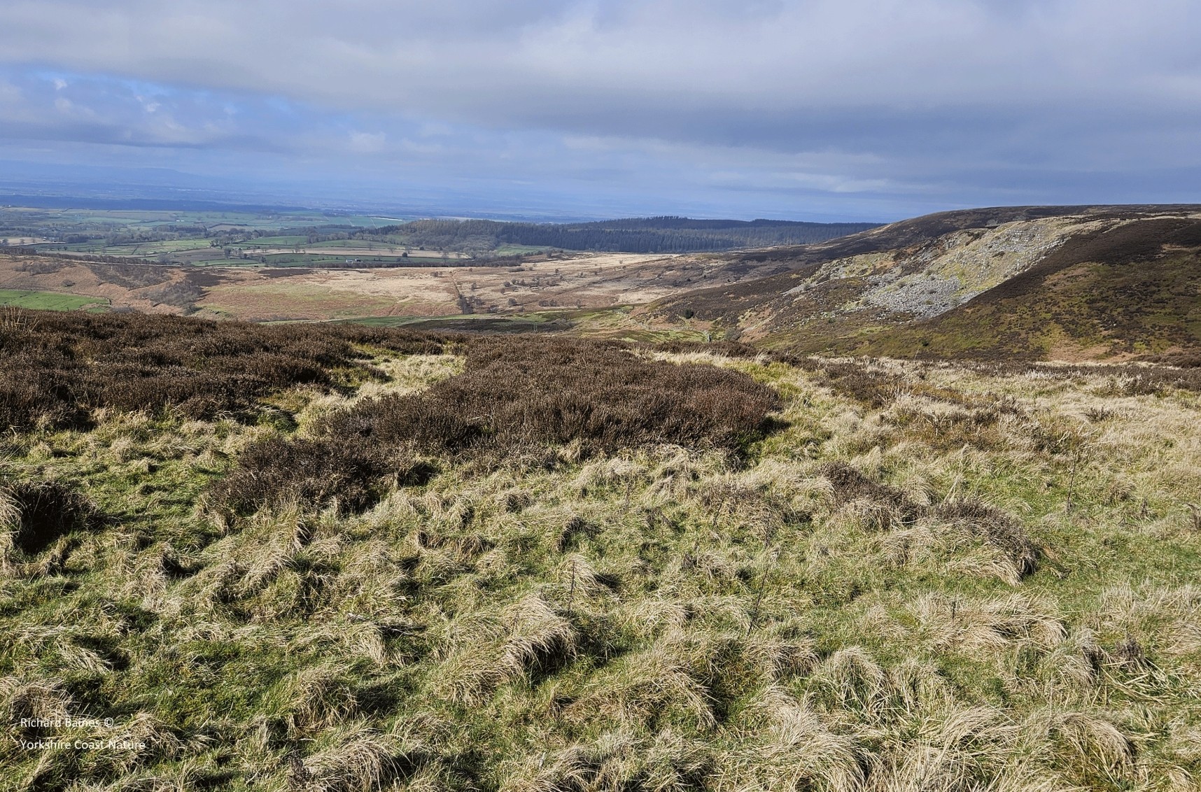 Birding The Cleveland Way – Kepwick To Osmotherley - Yorkshire Coast Nature