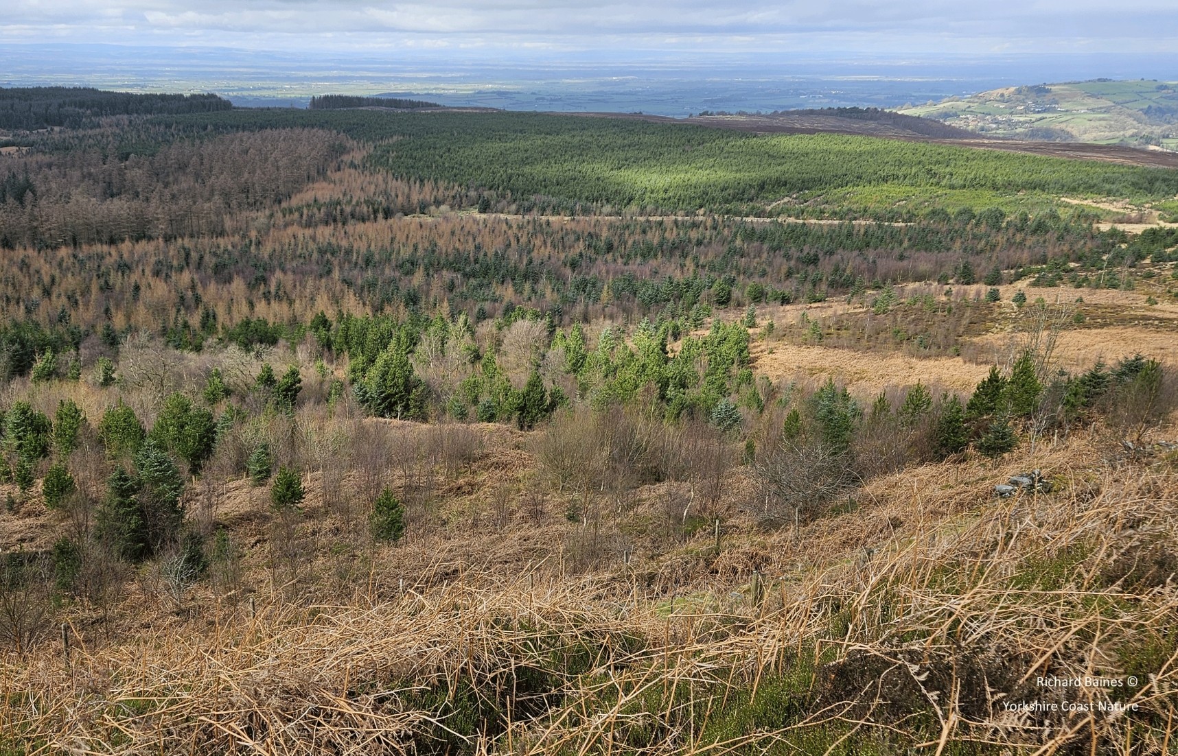 Birding The Cleveland Way – Kepwick To Osmotherley - Yorkshire Coast Nature