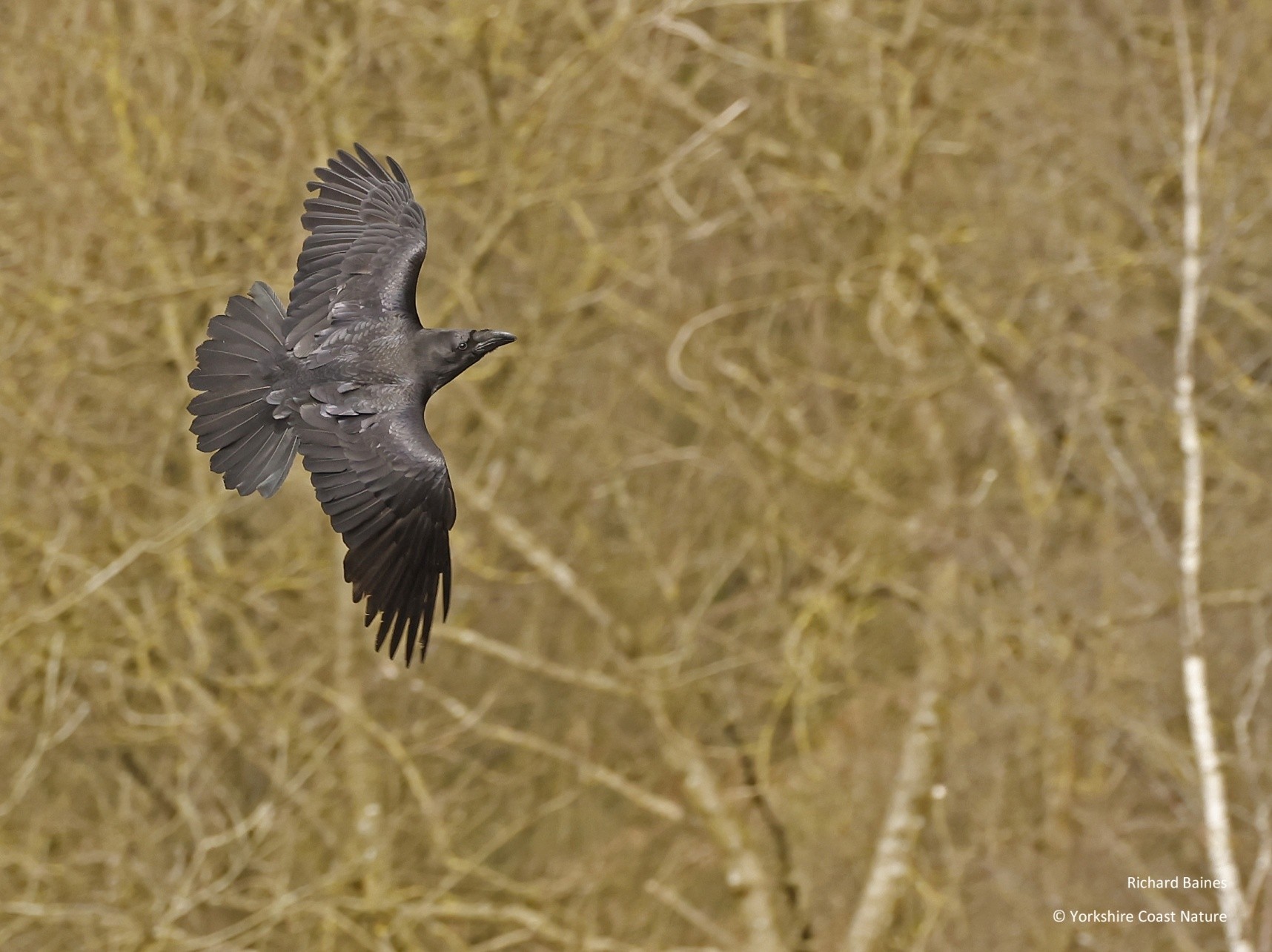 Ravens And Jackdaws At Sutton Bank - North Yorkshire - Yorkshire Coast ...