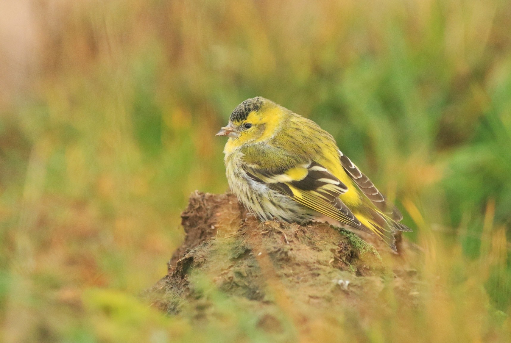Migration Madness On The Yorkshire Coast - Yorkshire Coast Nature