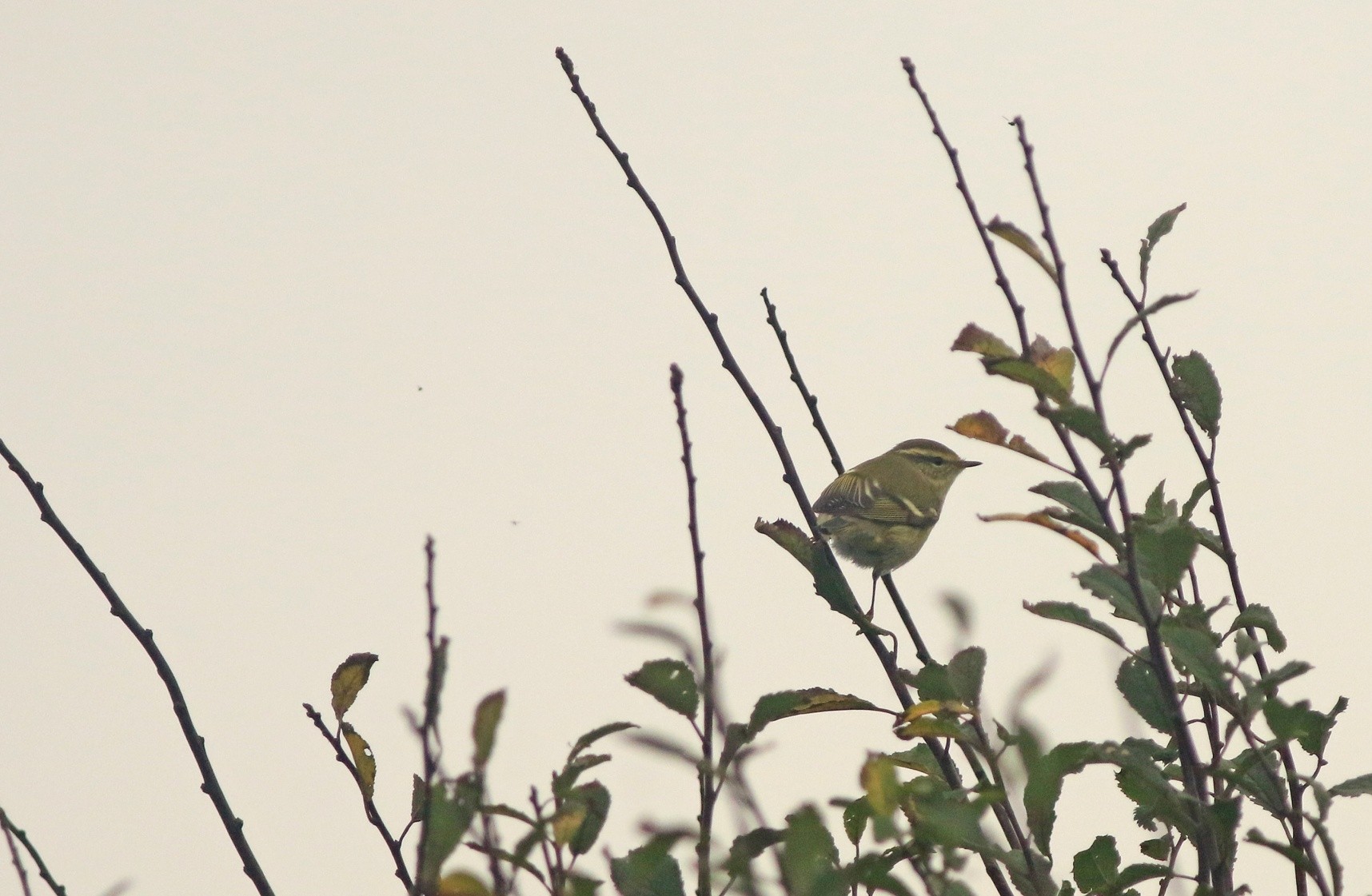 Migration Madness On The Yorkshire Coast - Yorkshire Coast Nature