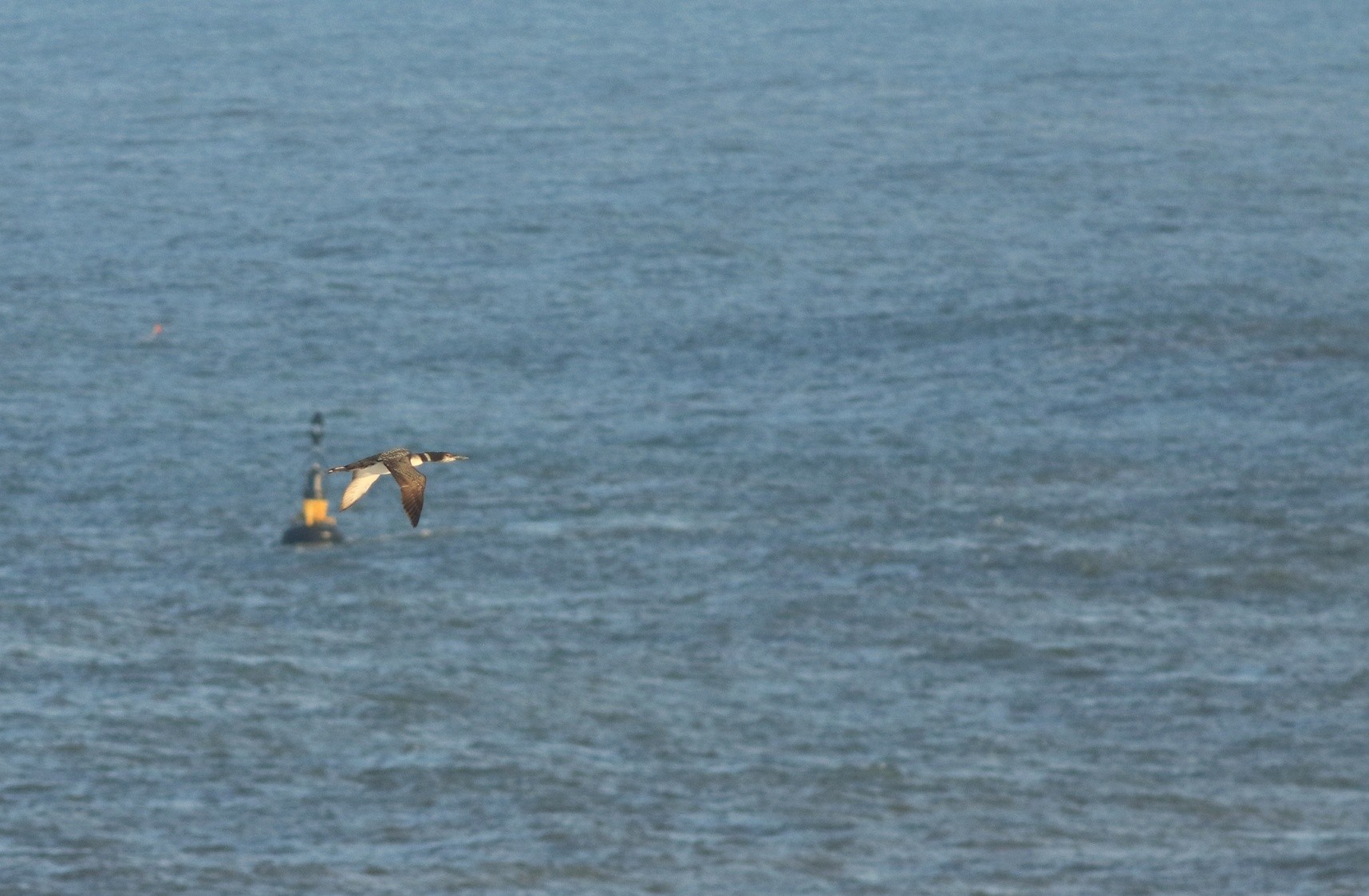 Migration Madness On The Yorkshire Coast - Yorkshire Coast Nature
