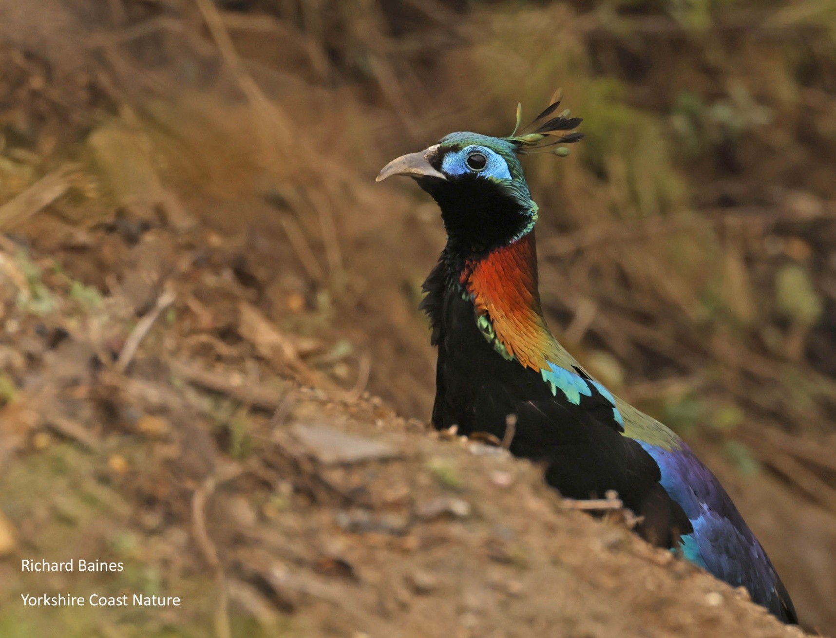 Bhutan - Birding & Wildlife YCN Trip Report Spring 2024 - Yorkshire ...