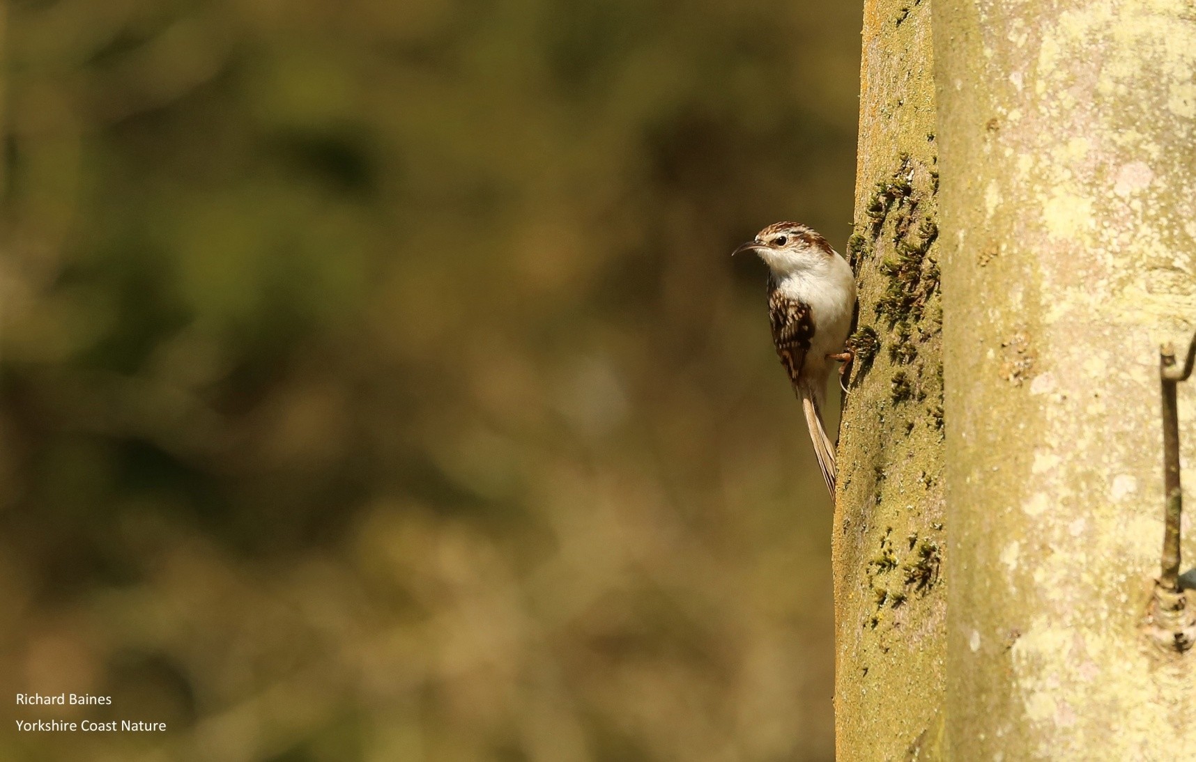 Birding The Cleveland Way – Osmotherley To Lordstones - Yorkshire Coast Nature