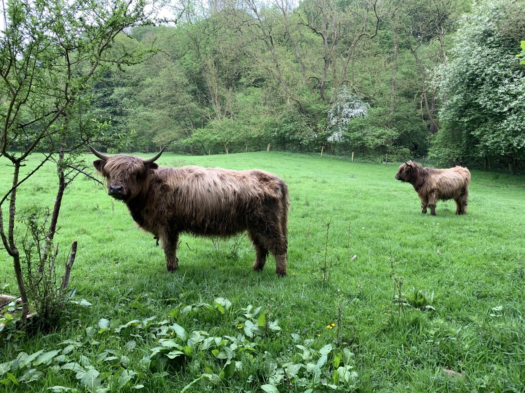 Birding The Cleveland Way – Osmotherley To Lordstones - Yorkshire Coast Nature