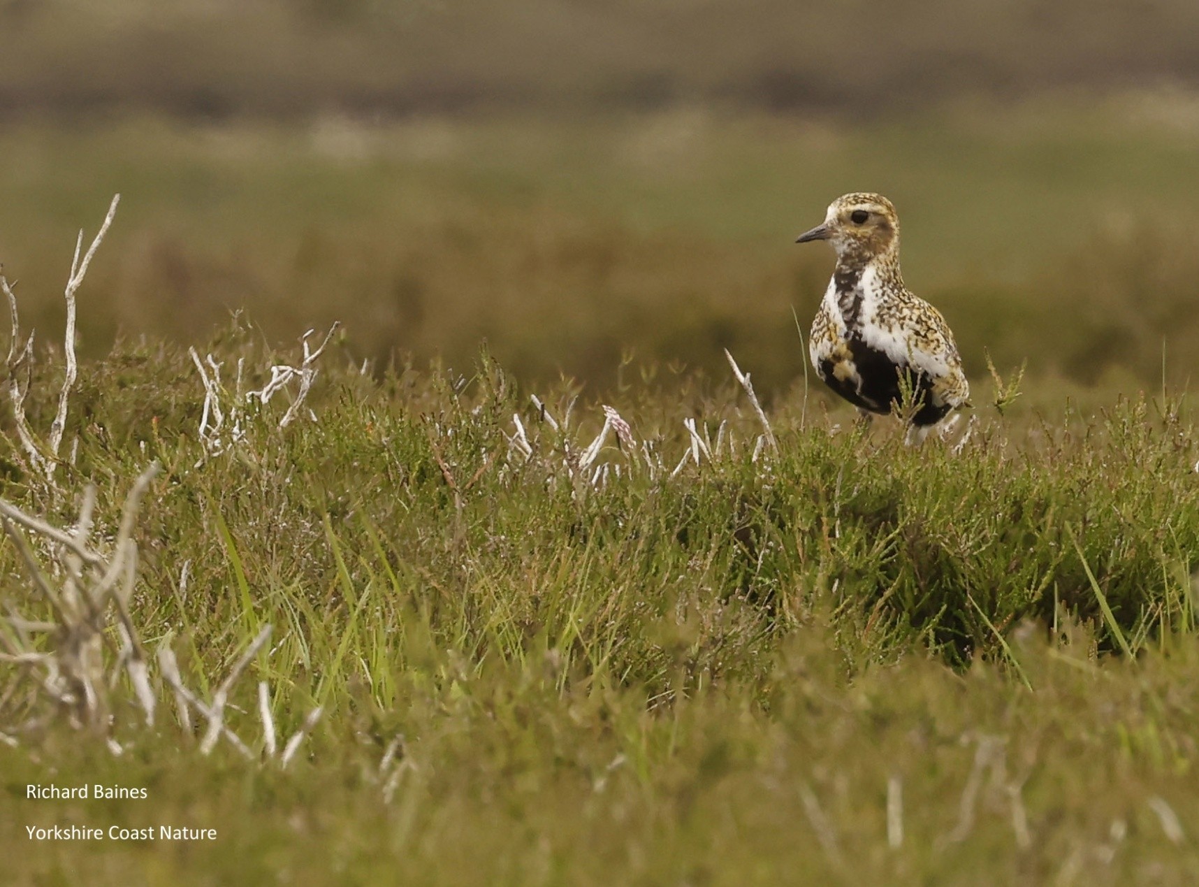 Birding The Cleveland Way – Lordstones To Battersby Moor - Yorkshire Coast Nature