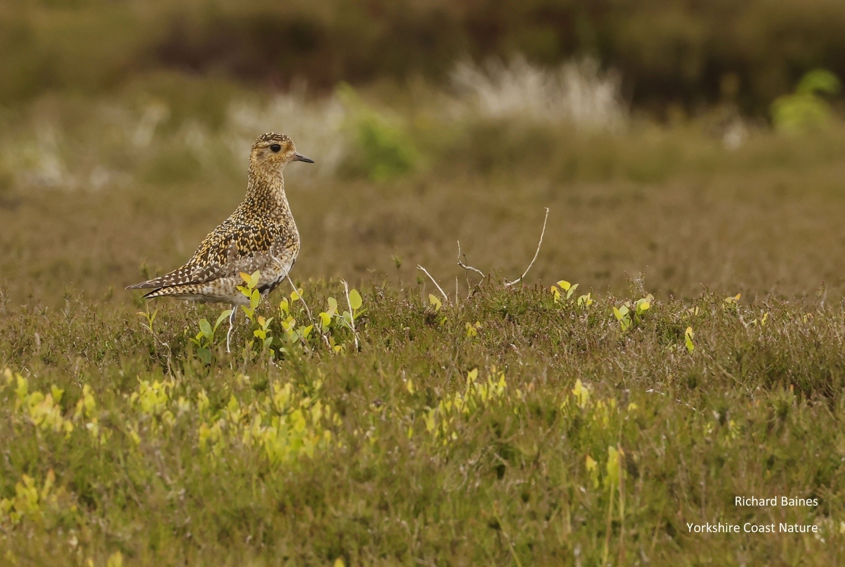 Birding The Cleveland Way – Lordstones To Battersby Moor - Yorkshire Coast Nature