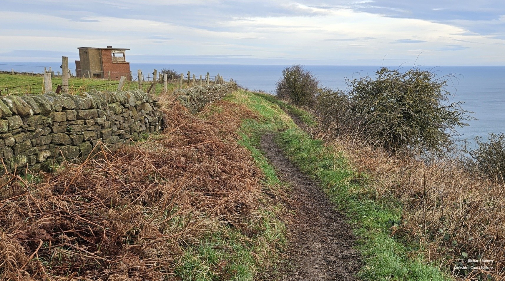 Birding The Cleveland Way – Robin Hoods Bay To Long Nab - Yorkshire Coast Nature