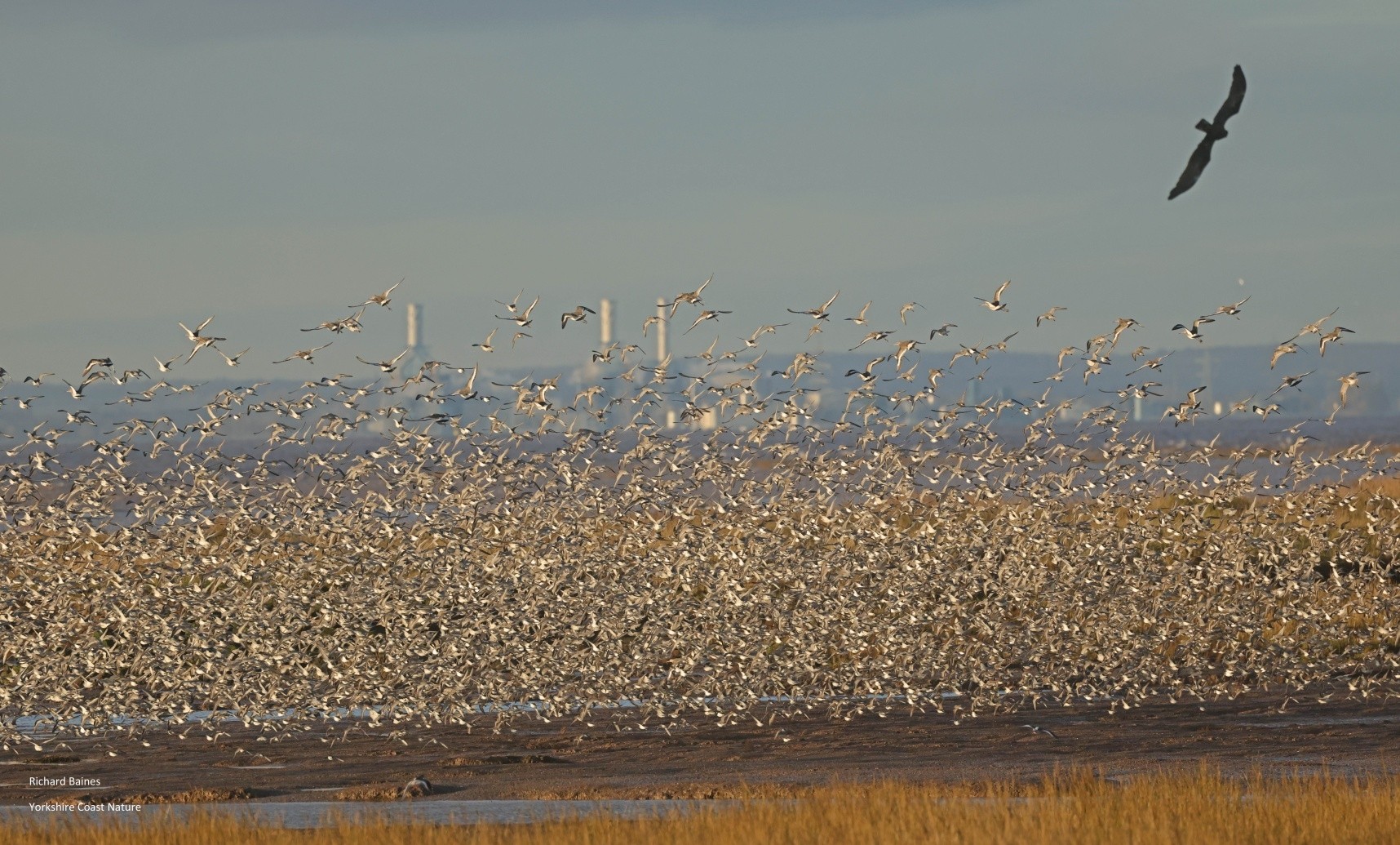 Outstray Waders - 25/11/25 - Yorkshire Coast Nature
