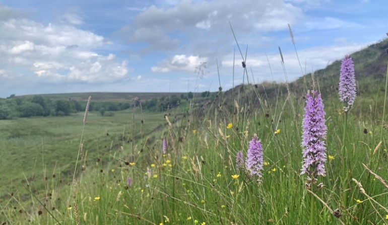 A Wonderful Year Of Flowers - Yorkshire Coast Nature