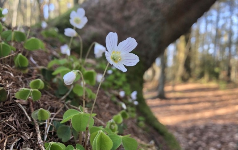 A Wonderful Year Of Flowers - Yorkshire Coast Nature