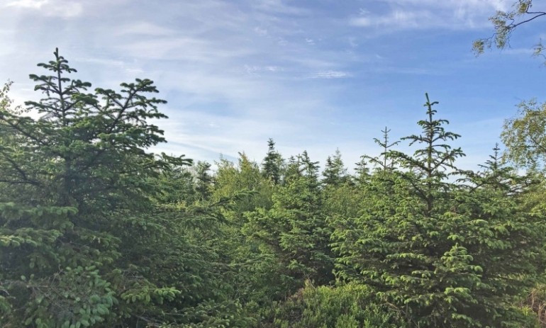 Encounters With Spruce Trees And Change - Yorkshire Coast Nature