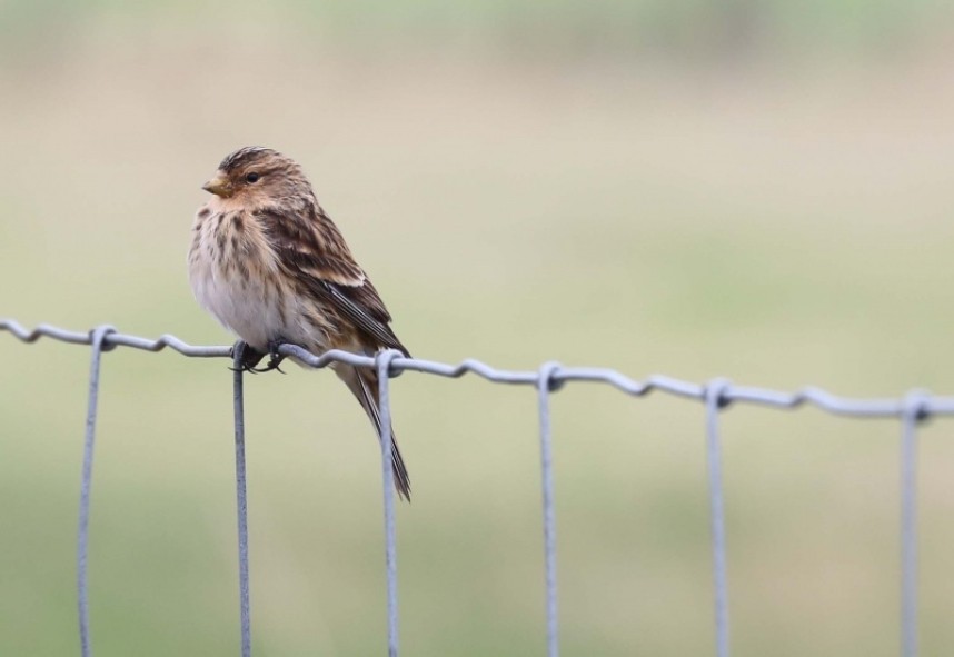 Wildlife Sightings - October 2015 - Yorkshire Coast Nature
