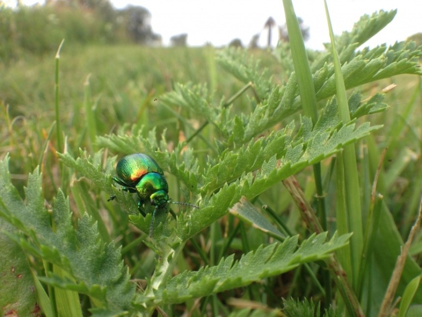 What To Look Out For - July 2016 - Yorkshire Coast Nature