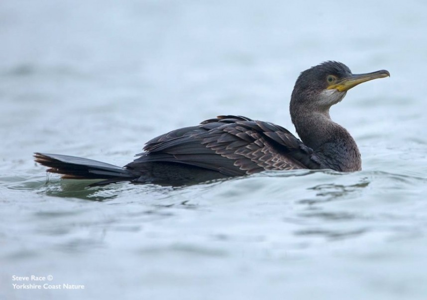 What To Look Out For - February 2017 - Yorkshire Coast Nature