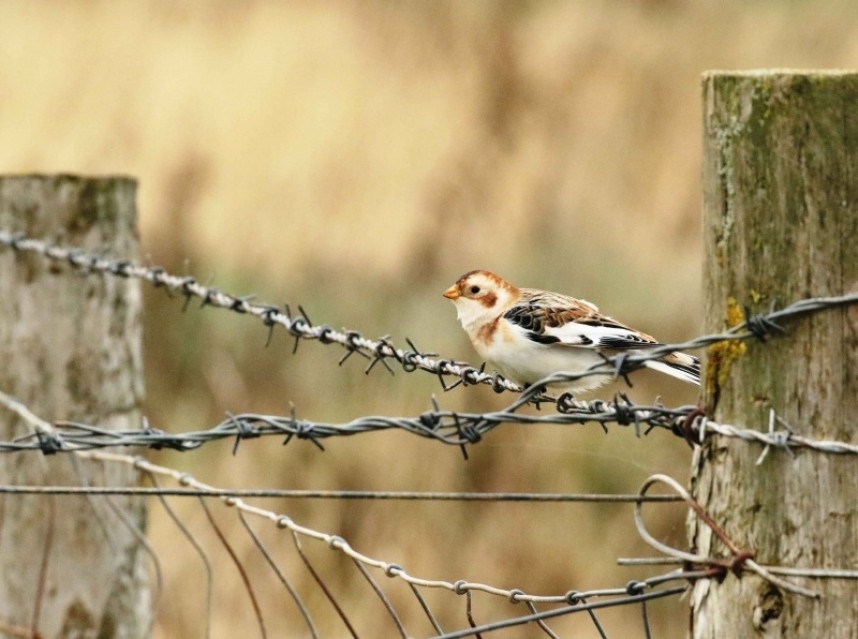 Snow Hunting... - Yorkshire Coast Nature